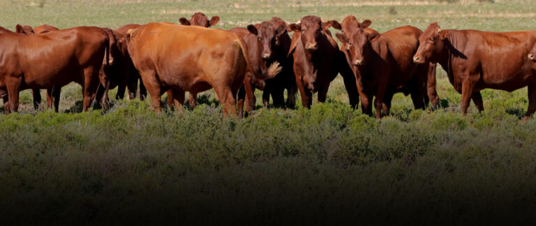 FarmRanger – Livestock Security Collars